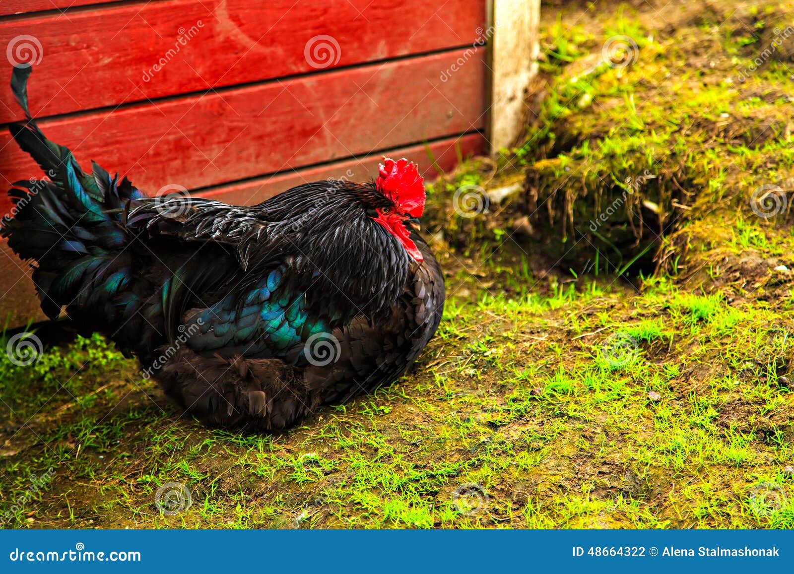 Tired Rooster Stock Photos - Download 11 Royalty Free Photos