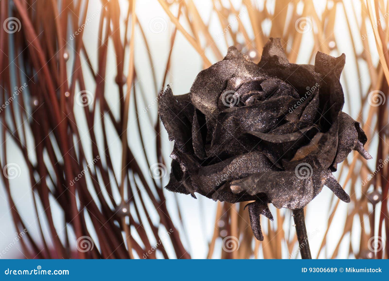 One black rose flower. stock image. Image of dark, beautiful - 93006689