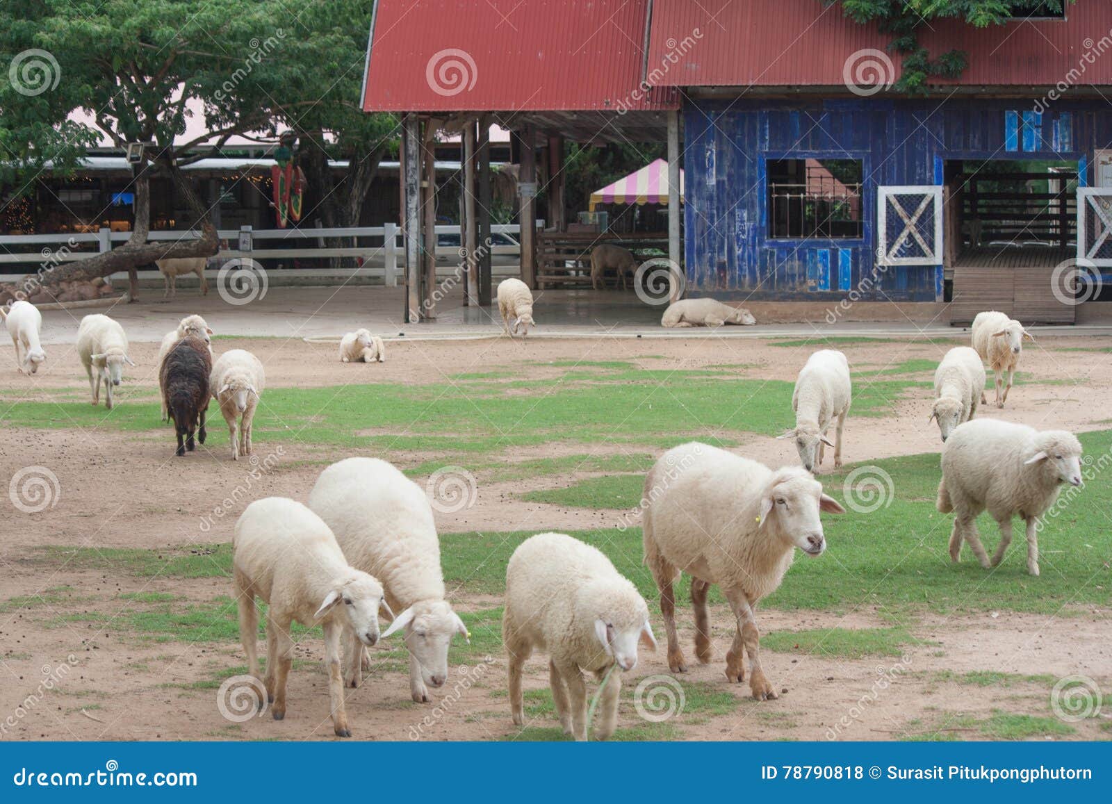 One Black Sheep among Many Sheep Stock Photo - Image of lonely, lamb ...