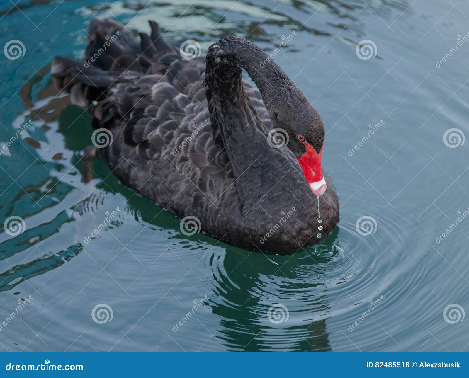 One Black Swan Floats in Sea Pool Stock Photo - Image of bird, outside ...
