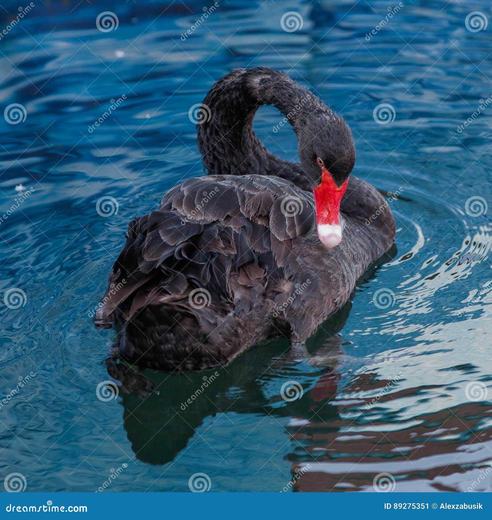 One Black Swan Floats in Sea Pool Stock Image - Image of pool, animal ...