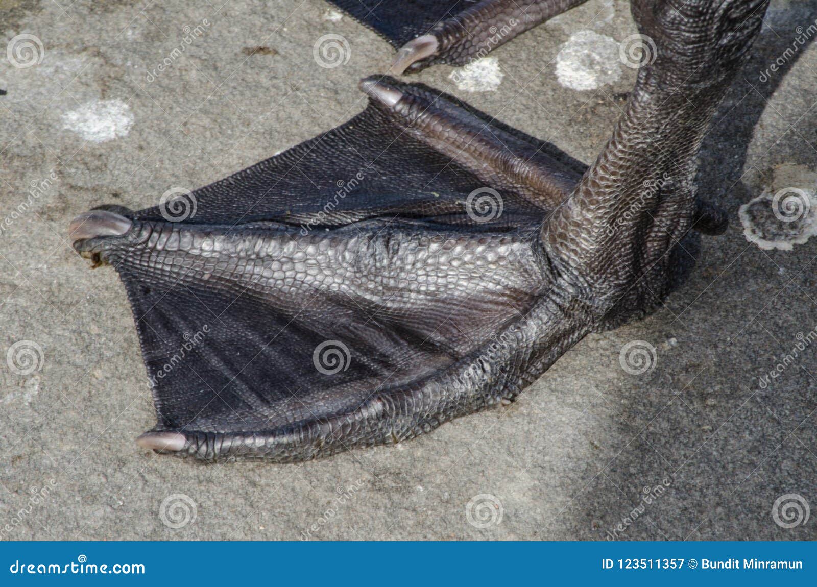 One Black Swan foot. stock image. Image of lake, animal - 123511357