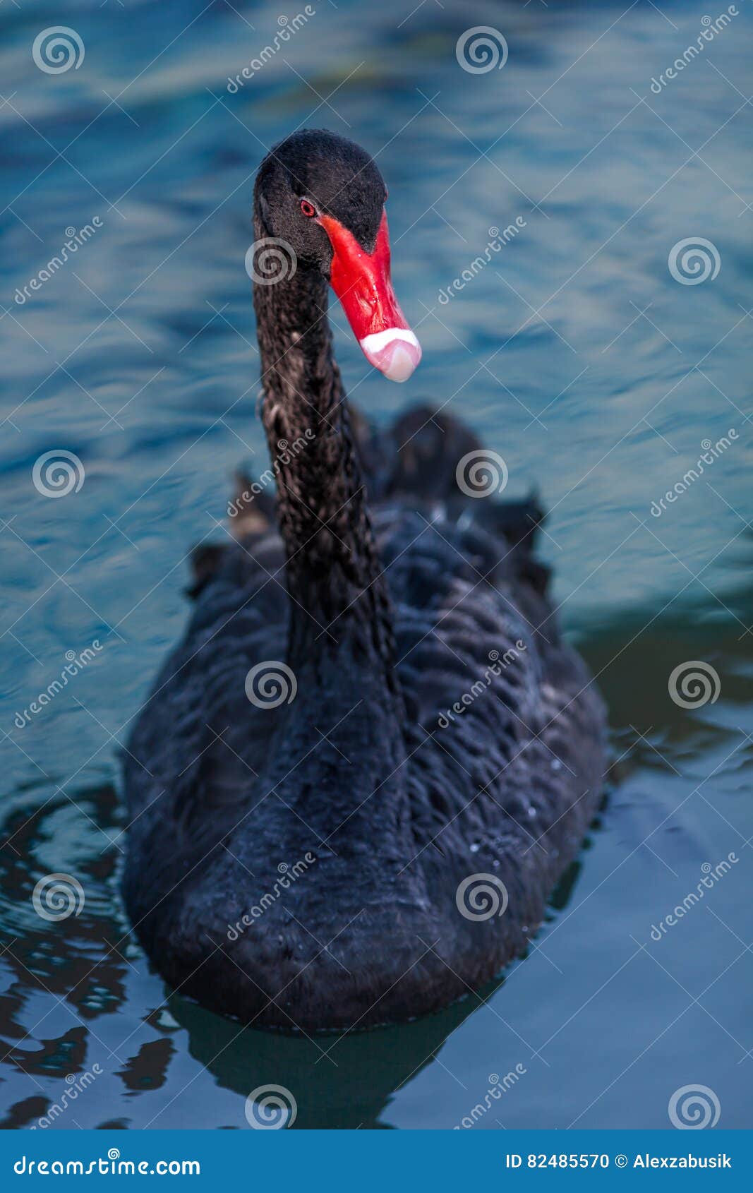 One black swan in sea pool stock photo. Image of open - 82485570