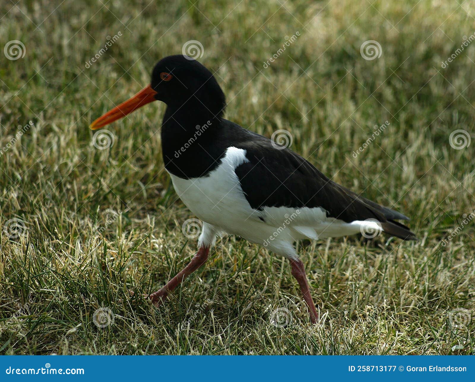 One Black and White Bird Red Bill Stock Image - Image of green, bird ...