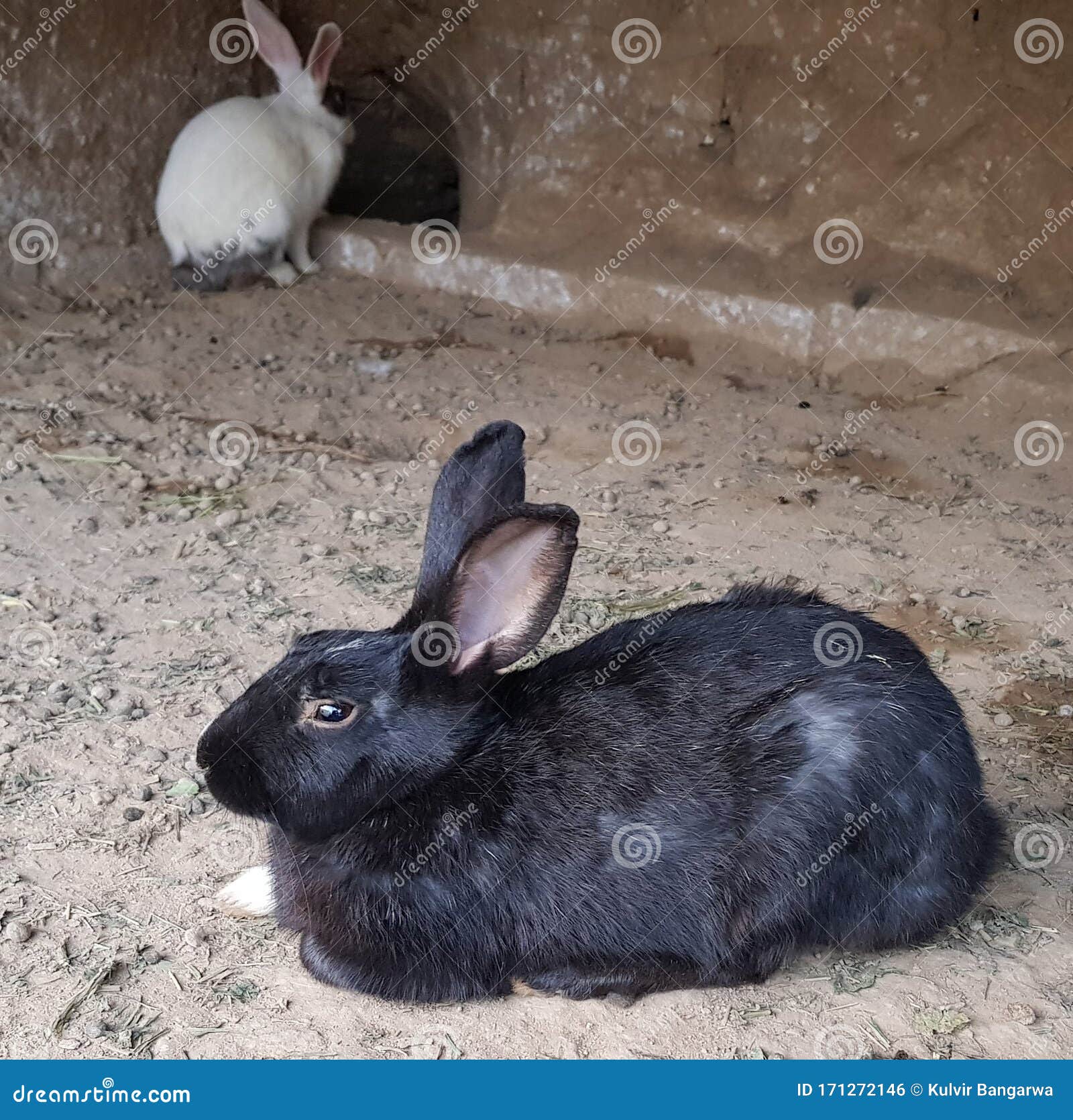 One Black and One White Rabbit are Sitting in India Stock Photo - Image ...