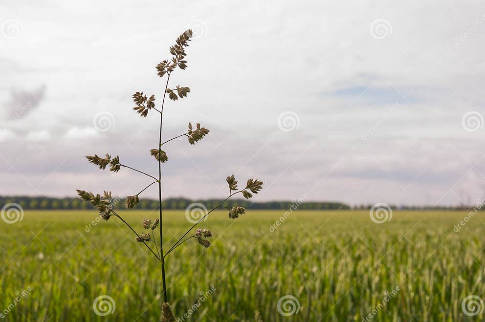 Only One Blooming Foxtail Above the Crowd Stock Photo - Image of ...