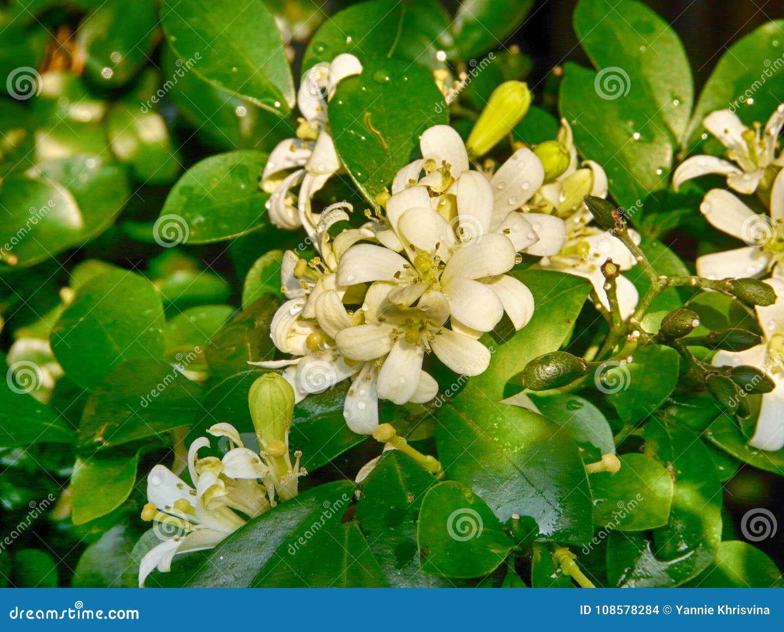 Murraya Paniculata Flower stock photo. Image of night - 108578284