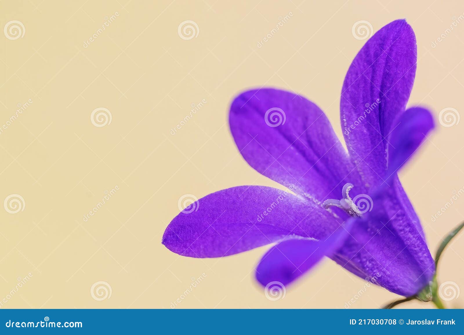 One Blue Color Bellflower Closeup Stock Photo - Image of botanical ...