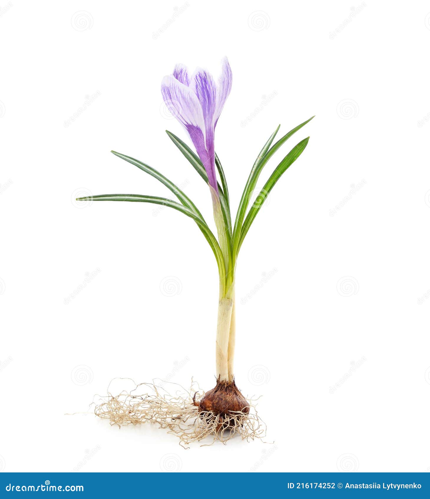 One Blue Crocus with a Bulb Stock Photo - Image of crocus, bunch: 216174252
