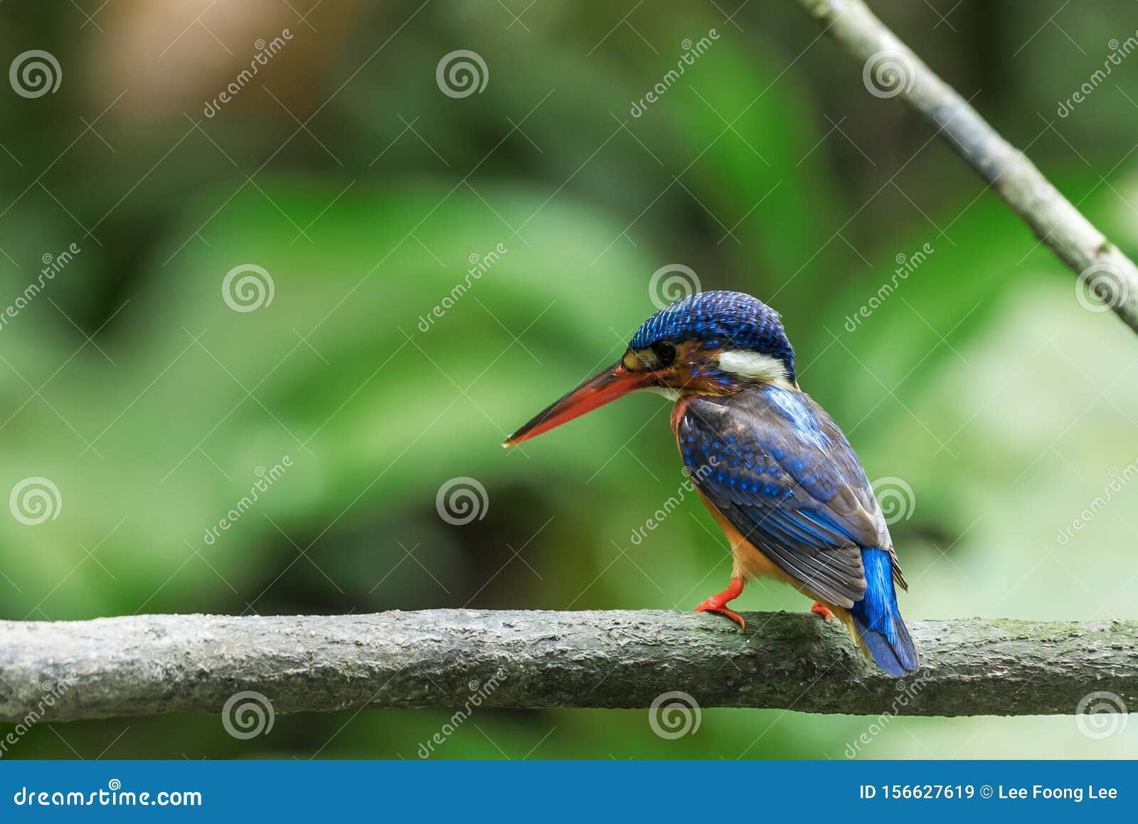 Blue-eared Kingfisher Alcedo Meninting Perched Stock Image - Image of ... Blue-eared Kingfisher Alcedo Meninting Perched Stock Image - Image of ...