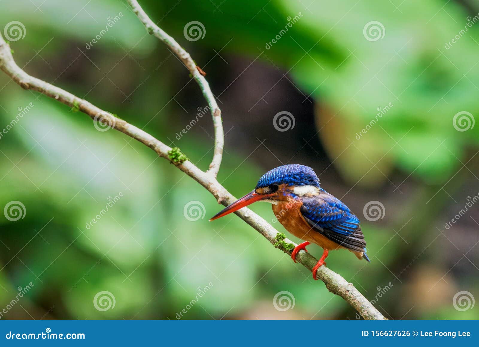 Blue-eared Kingfisher Alcedo Meninting Perched Stock Photo - Image of ... Blue-eared Kingfisher Alcedo Meninting Perched Stock Photo - Image of ...