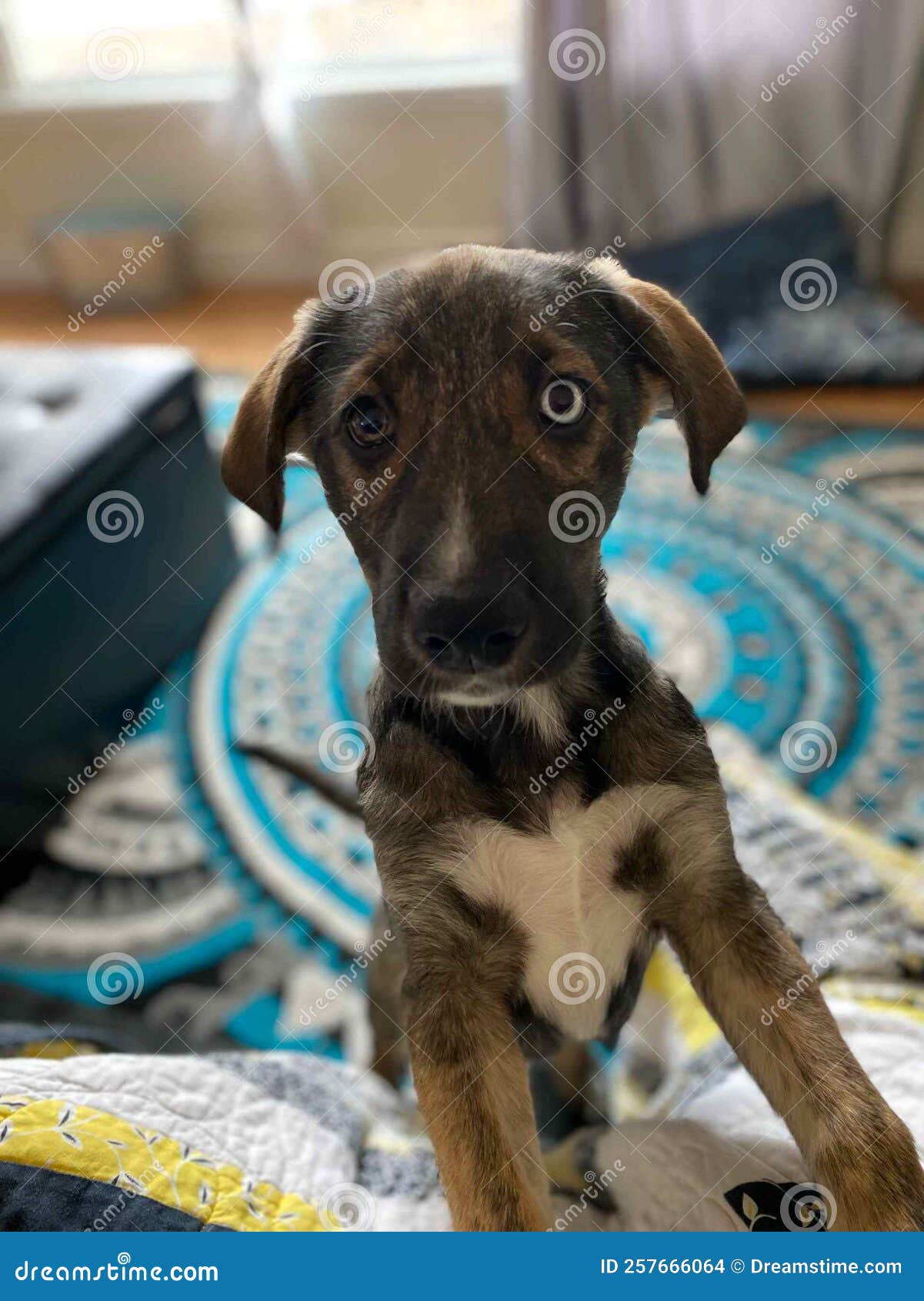 Pug Puppy Dog Being High On Smoking Marijuana Weed Joint, Isolated On ...