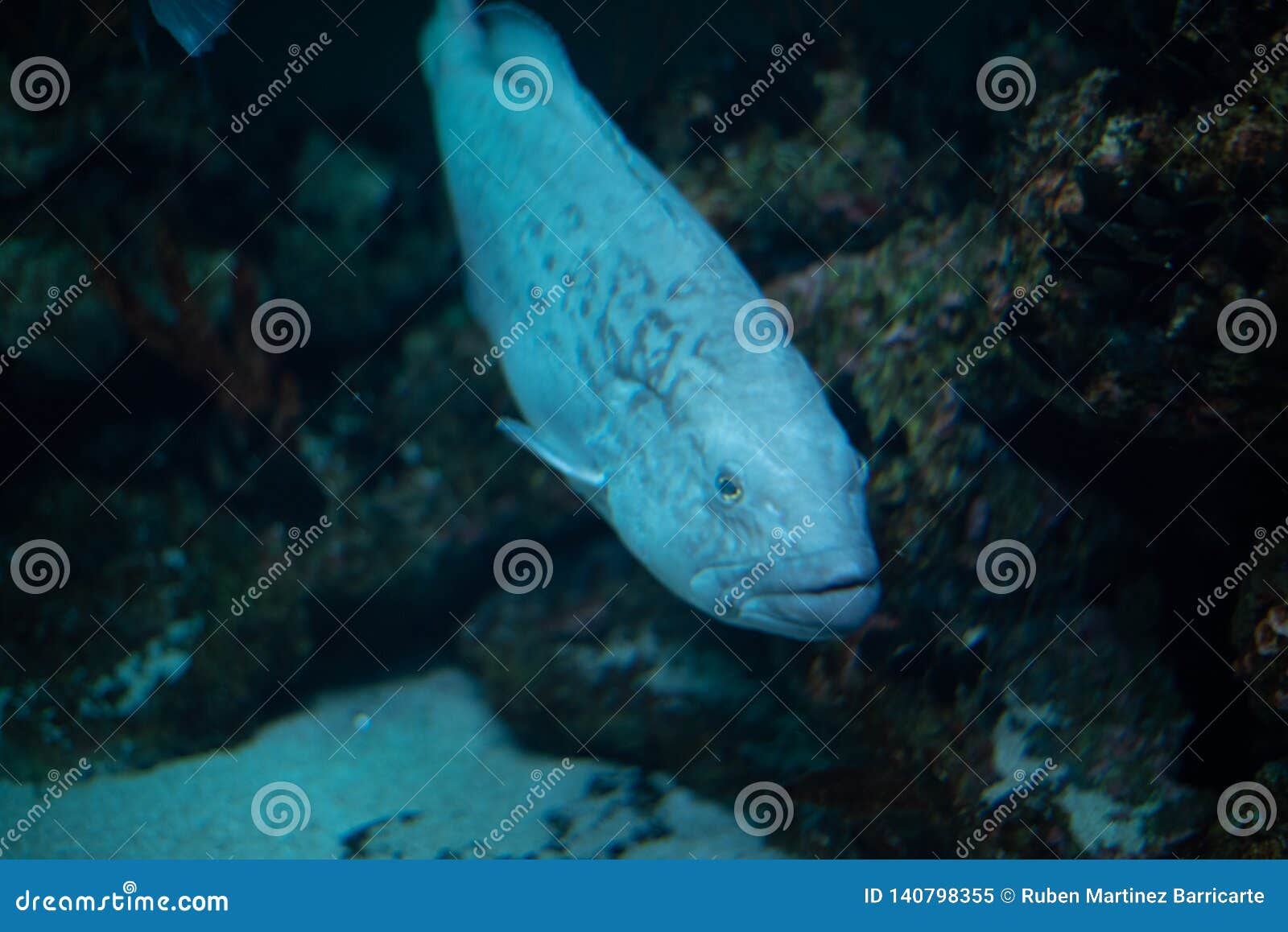 One Blue Fish Swimming in the Ocean Stock Image - Image of living ...