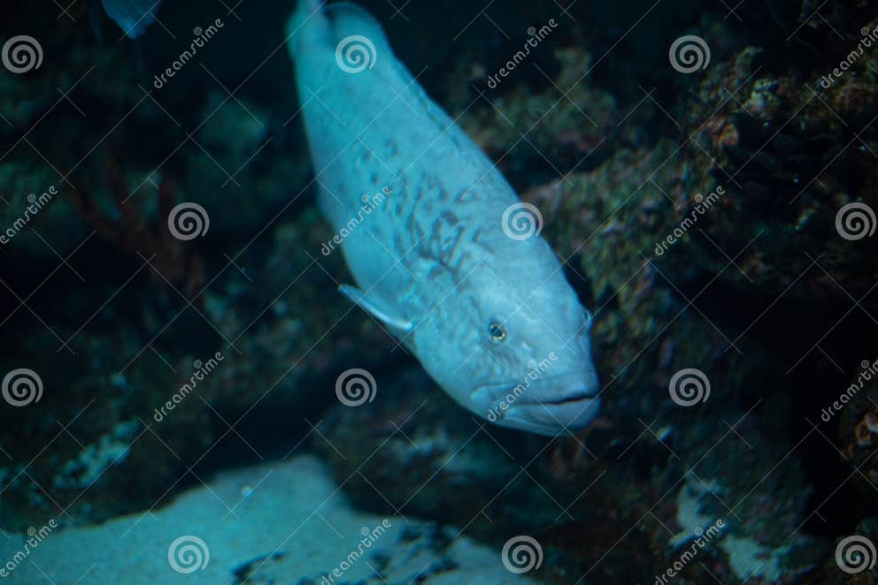 One Blue Fish Swimming in the Ocean Stock Image - Image of living ...