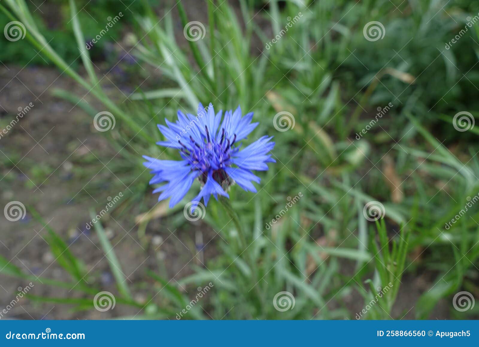 One Blue Flower of Centaurea Cyanus Stock Photo - Image of bluecup ...