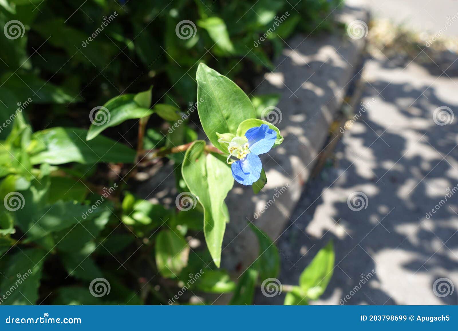 One Blue Flower of Commelina Communis Stock Image - Image of green ...