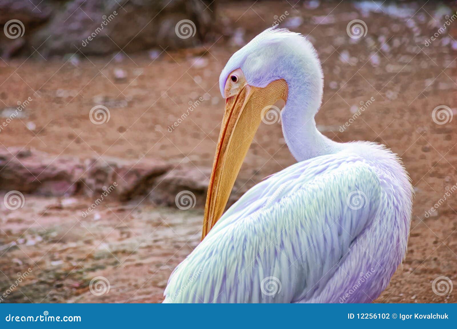 One blue pelican stock photo. Image of vibrant, flamingos - 12256102