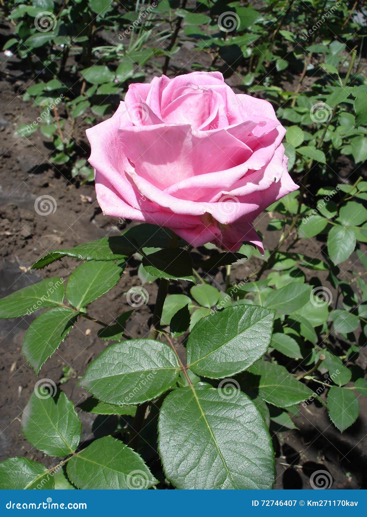 One Blue Rose Flower Blue Parfum Stock Image - Image of pink, roses ...