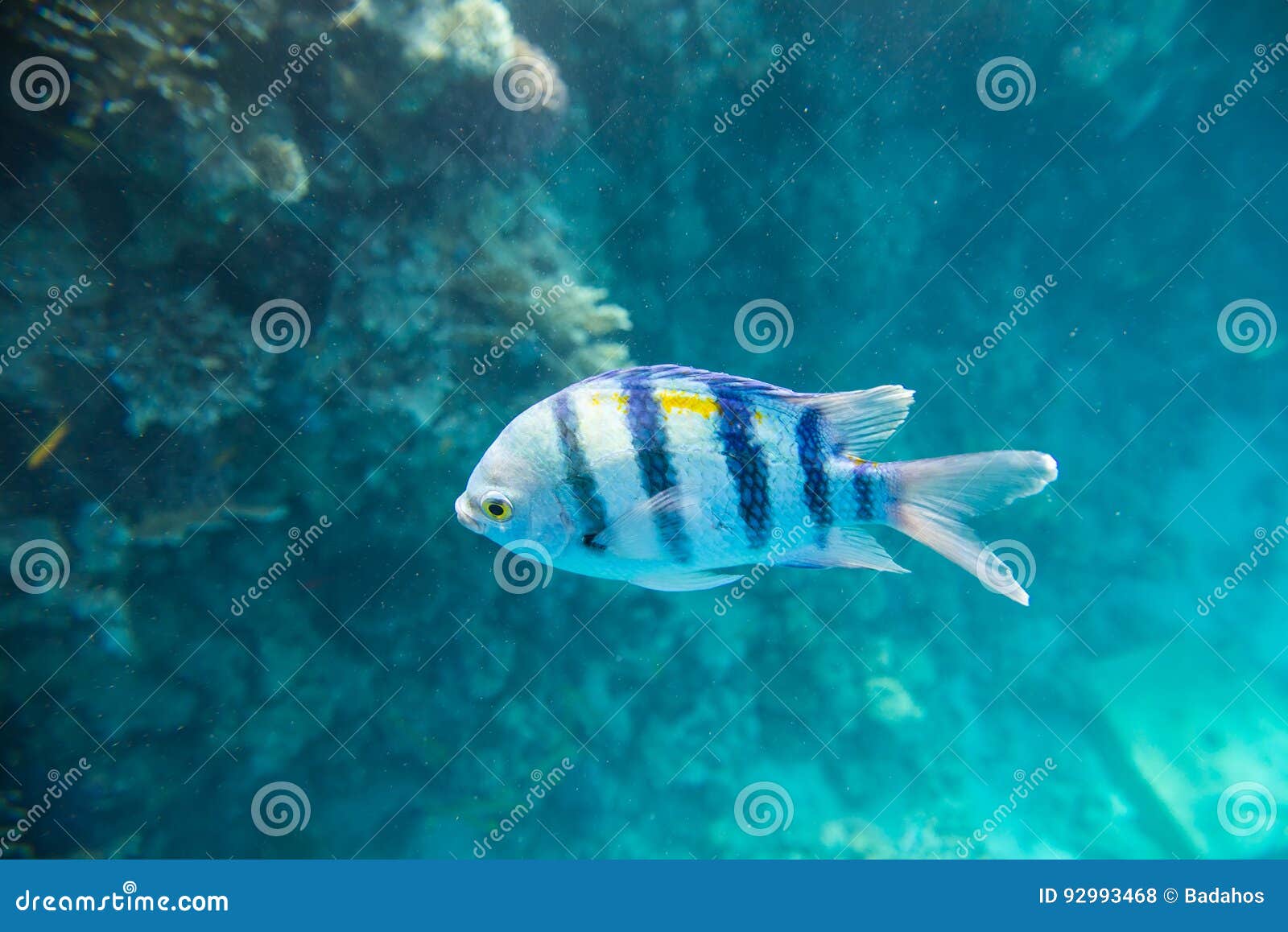 One blue striped fish stock photo. Image of motley, alive - 92993468