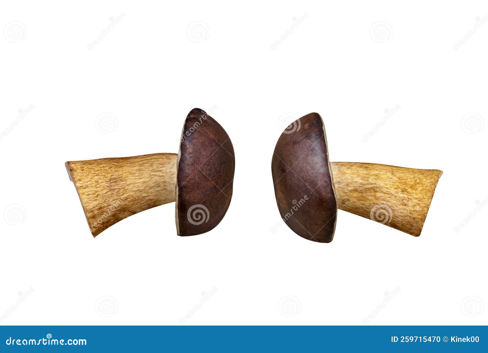 One Boletus Cut in Half Top View, Isolated on White with Clipping Path ...