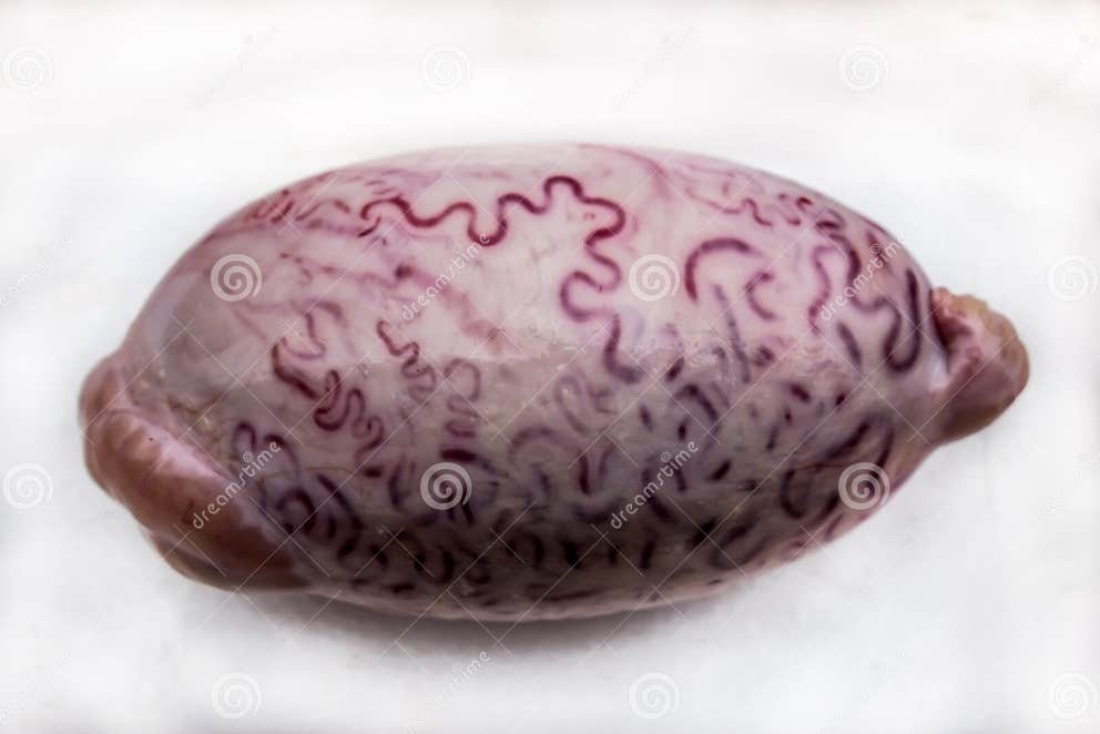 Bull Testicles on a White Background Stock Image - Image of flesh, meat ...