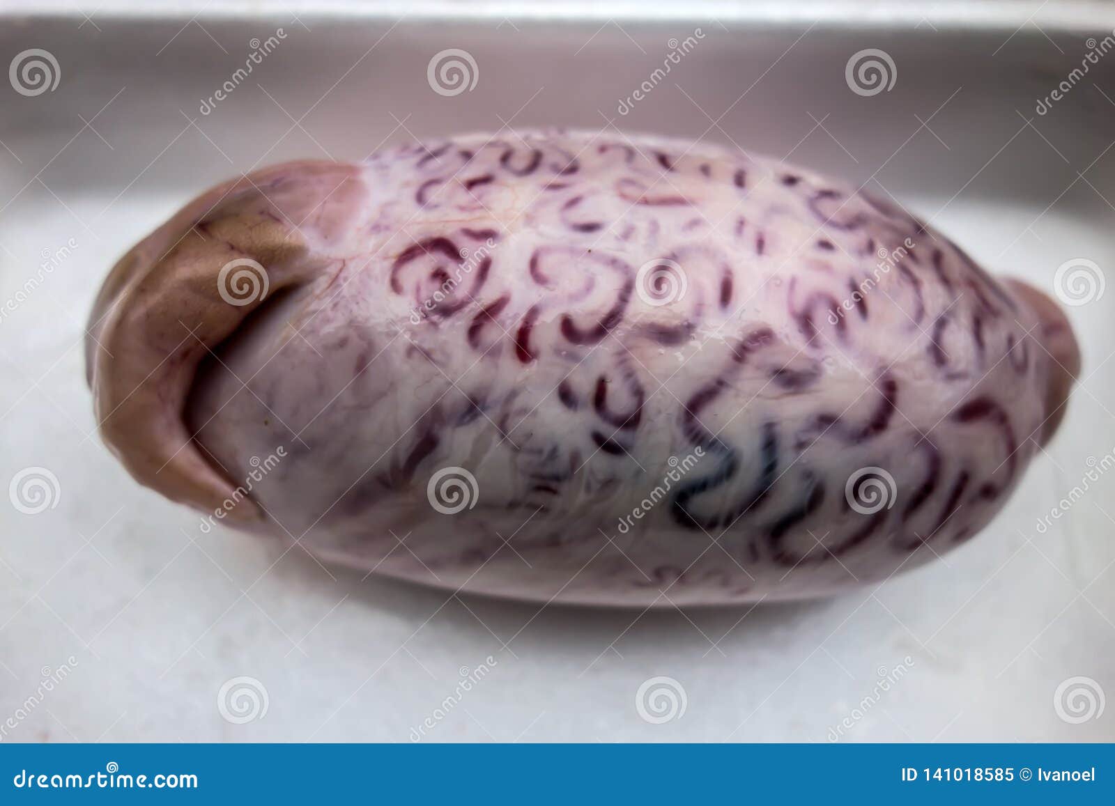 Bull Testicles on a White Plastic Tray Stock Image - Image of ...