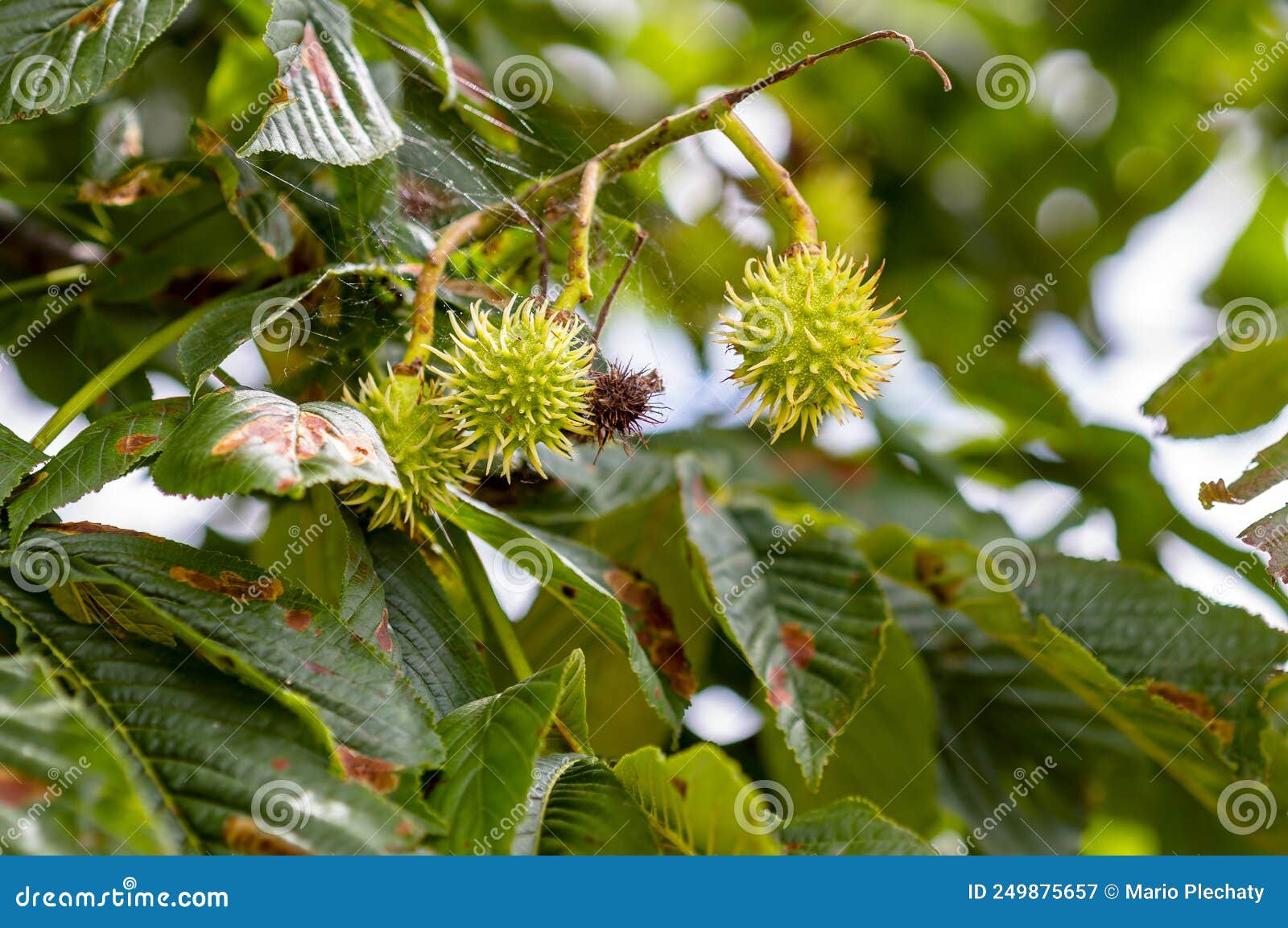 One Branch with Fresh Green Chestnuts Stock Image - Image of flora ...