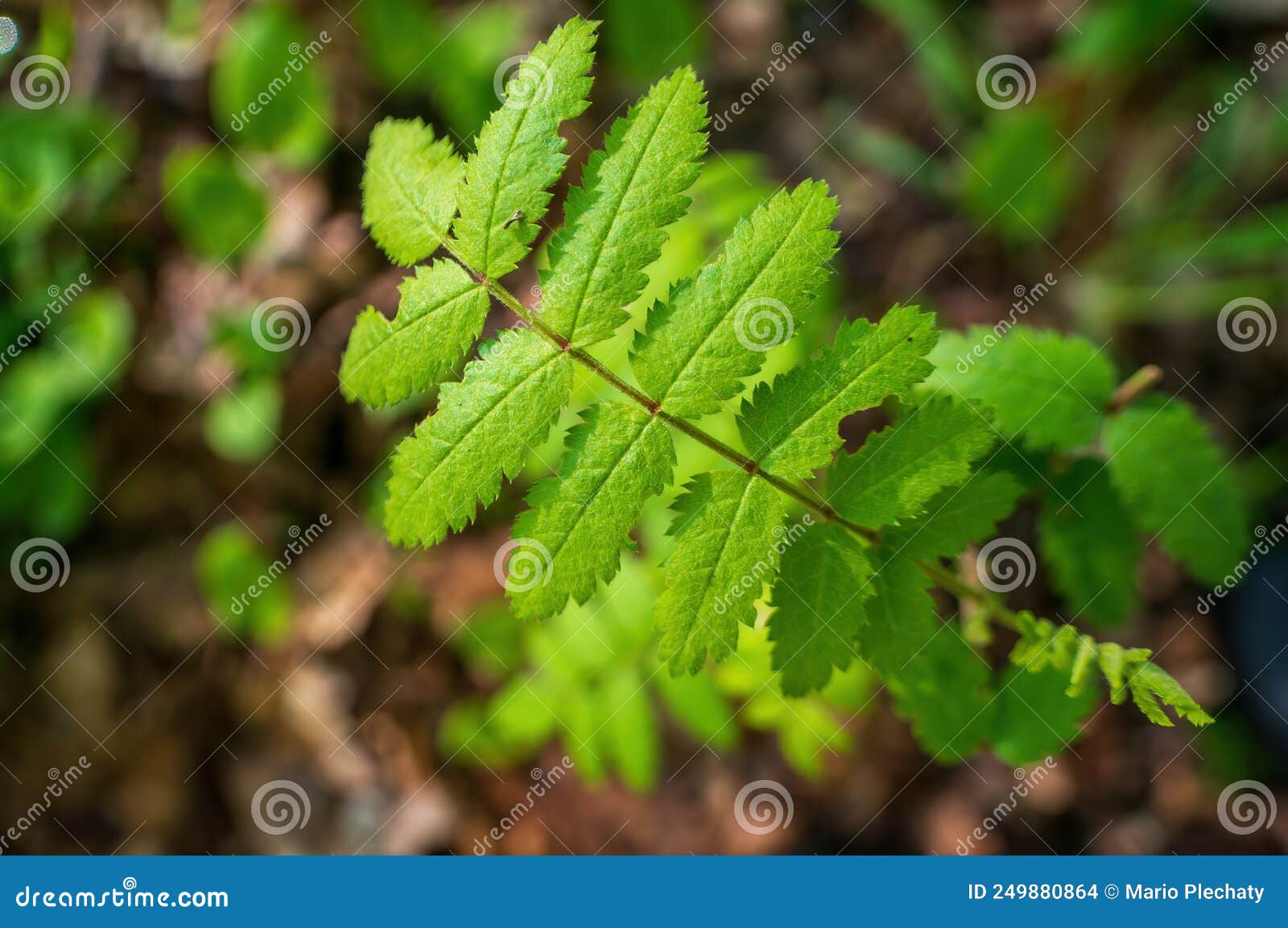 One Branch with Green Ash Leaves in the Forest Stock Photo - Image of ...