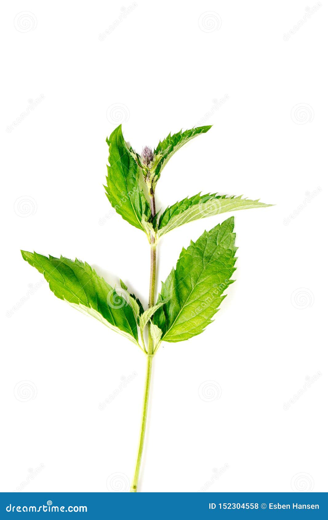 One Branch of Green Single Organic Mint Leaves Stock Photo - Image of ...