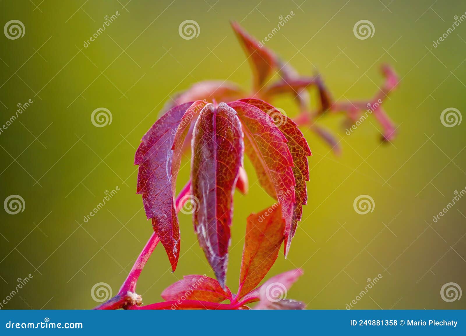 One Branch with Red Autumn Leaves in the Forest Stock Photo - Image of ...