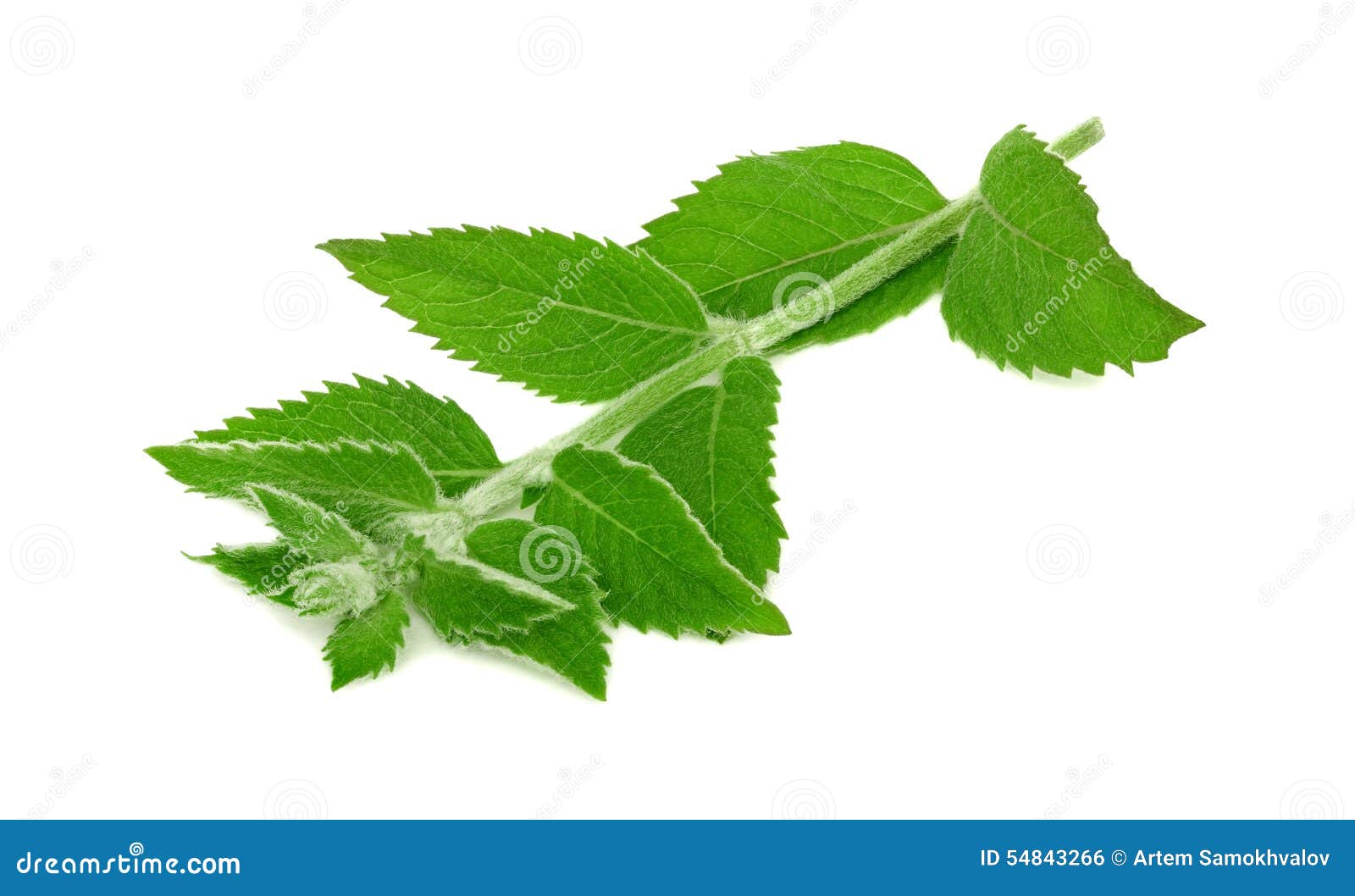 One Branch of Ripe Green Mint (isolated) Stock Photo - Image of food ...