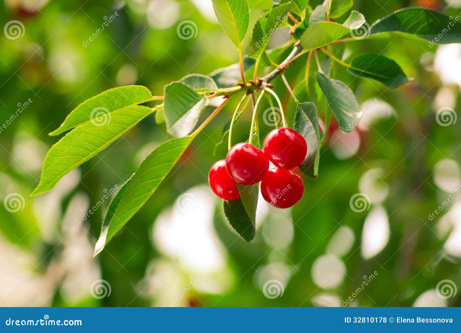 One Branch of a Tree with Fruits Cherry Stock Photo - Image of growing ...