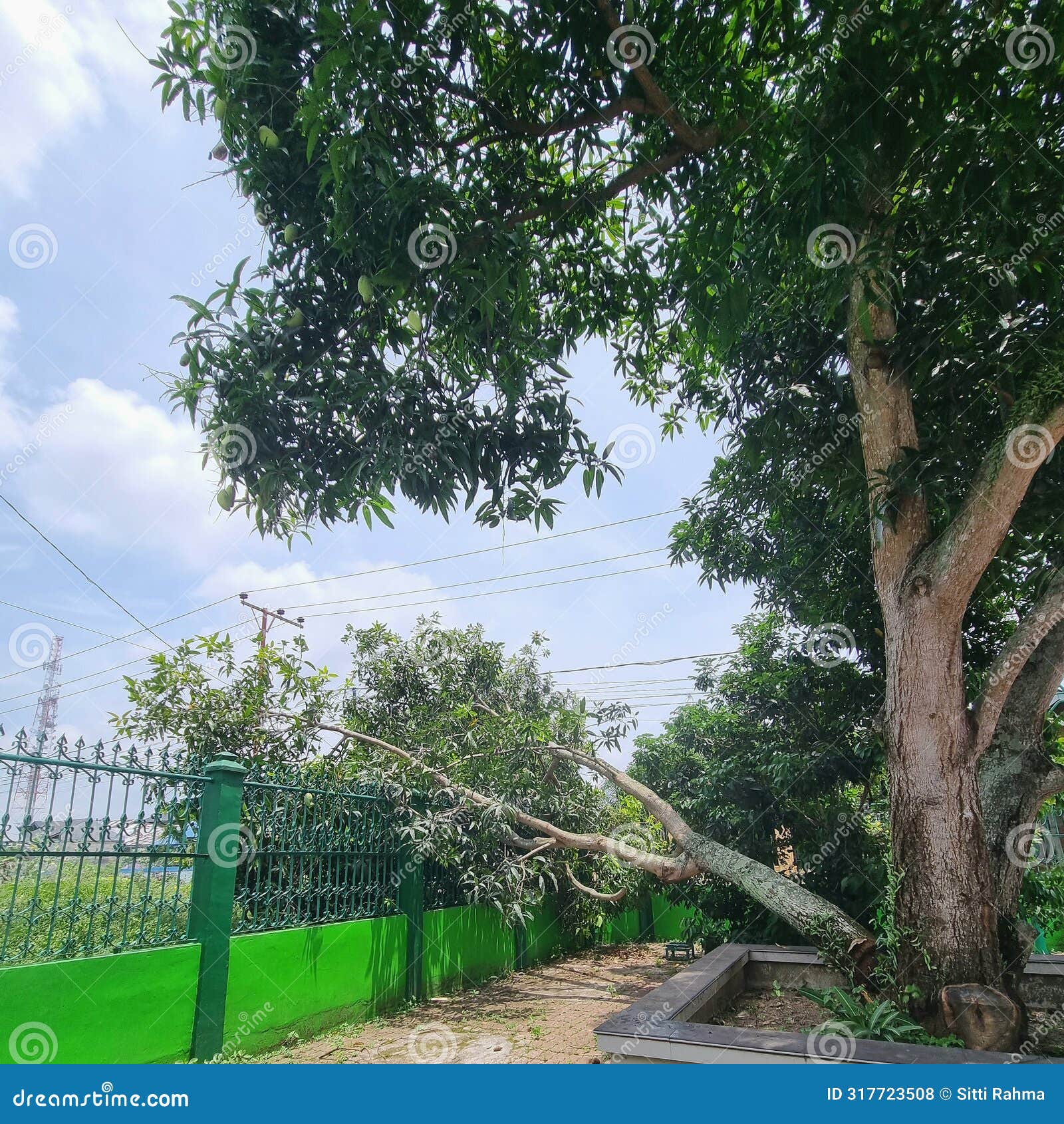 One of the Branches of the Mango Tree Broke in the Yard because of the ...
