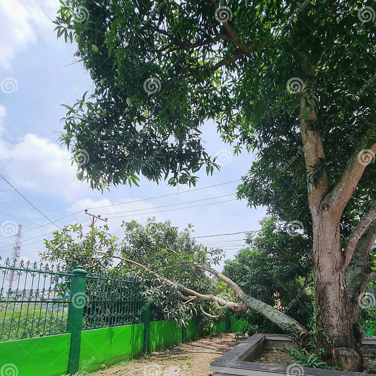 One of the Branches of the Mango Tree Broke in the Yard because of the ...