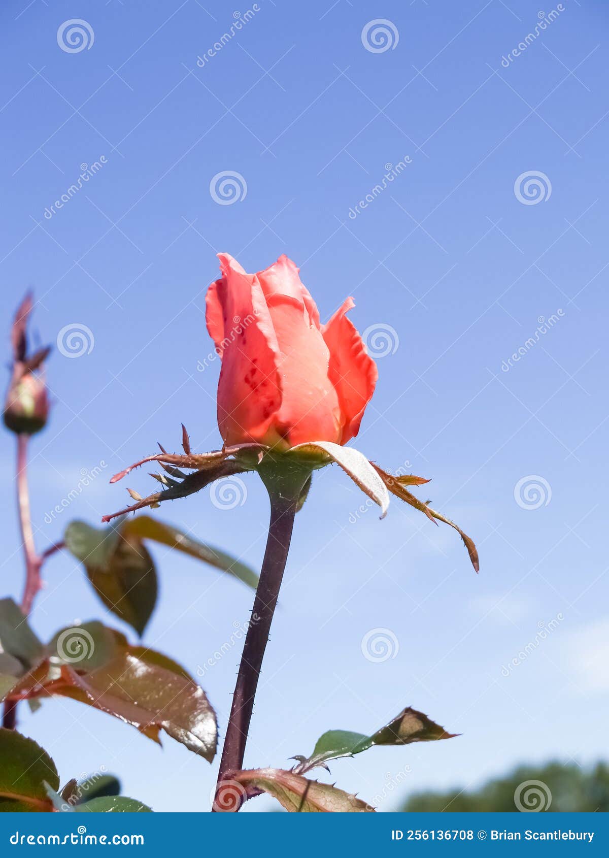 One bright red rose stock photo. Image of long, leaf - 256136708
