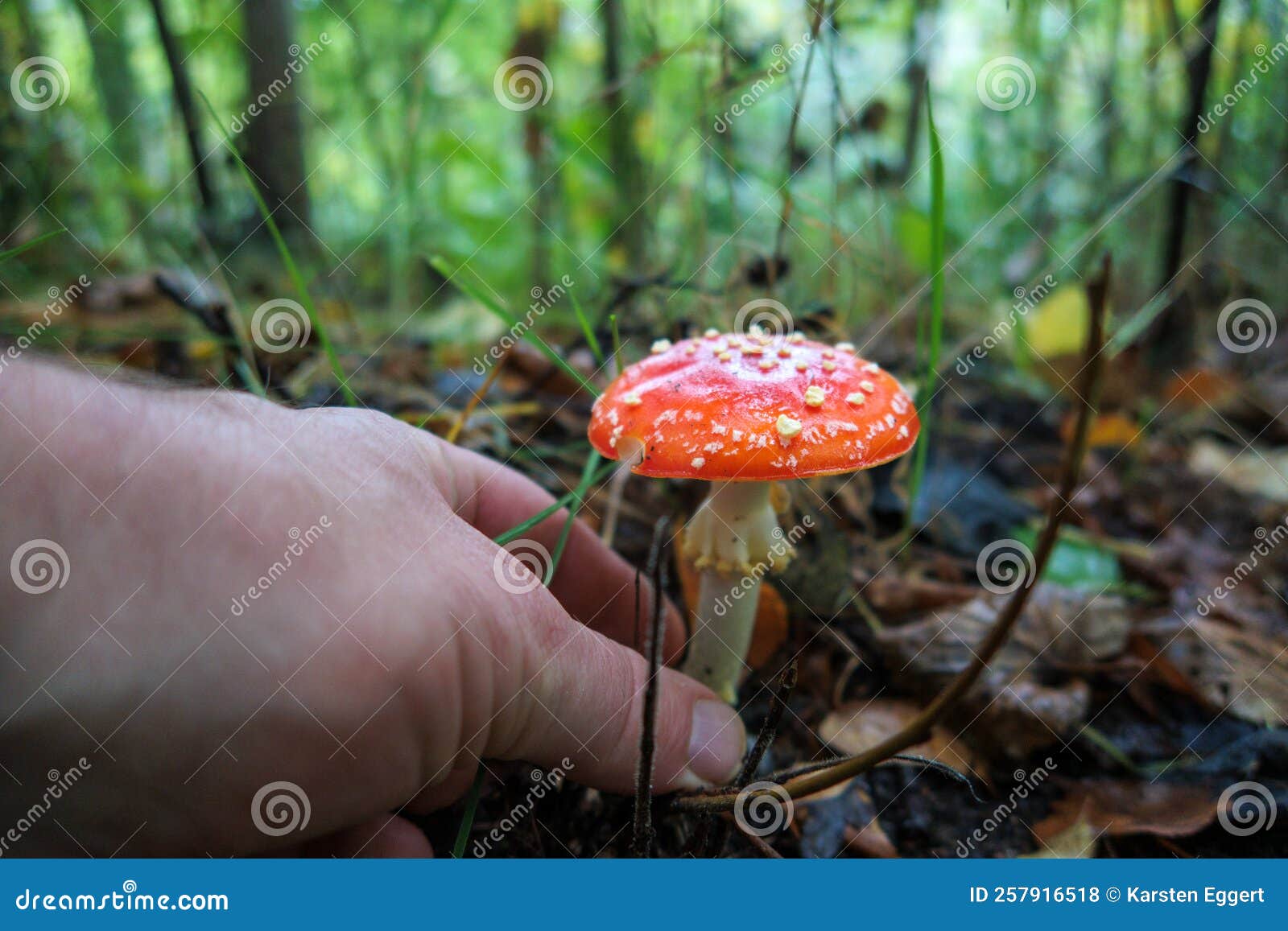 One Bright Red Toadstool is Picked Stock Photo - Image of macro ...