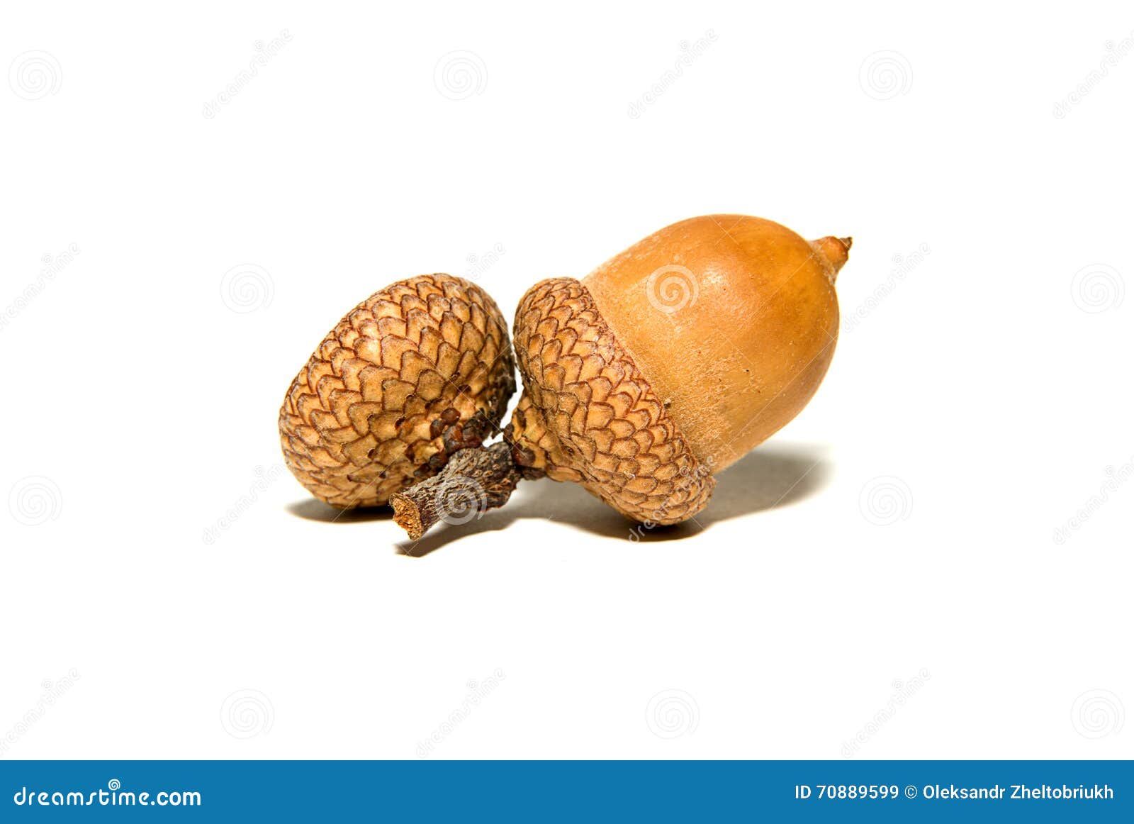 One Brown Acorn with Hats on Over White Stock Image - Image of seeding ...
