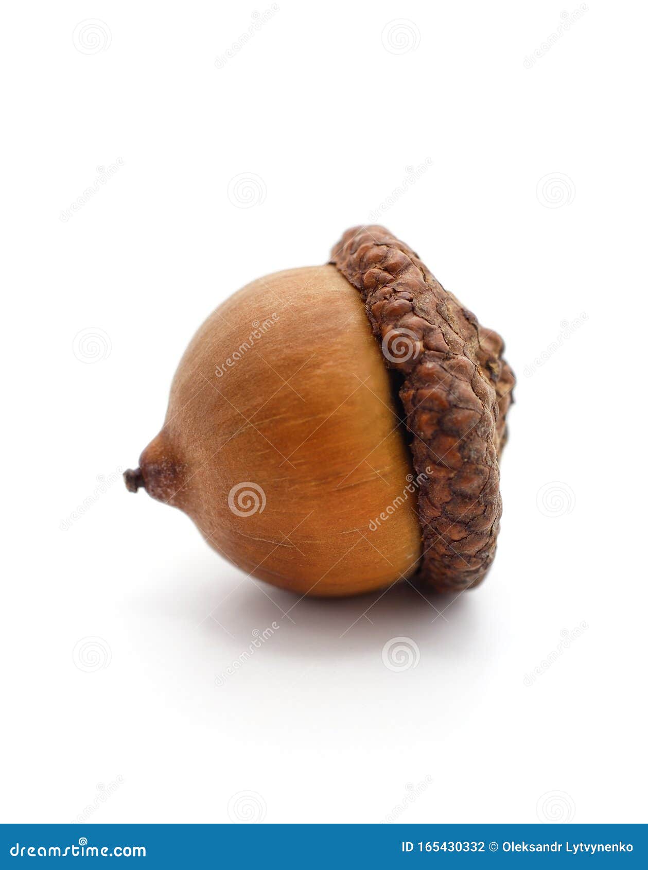 One brown acorn stock photo. Image of brown, background - 165430332
