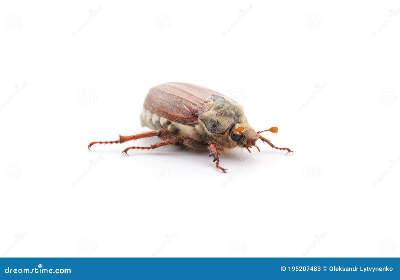 Big Brown Beetle, Isolate On A White Background, Batocera Rubus Stock ...
