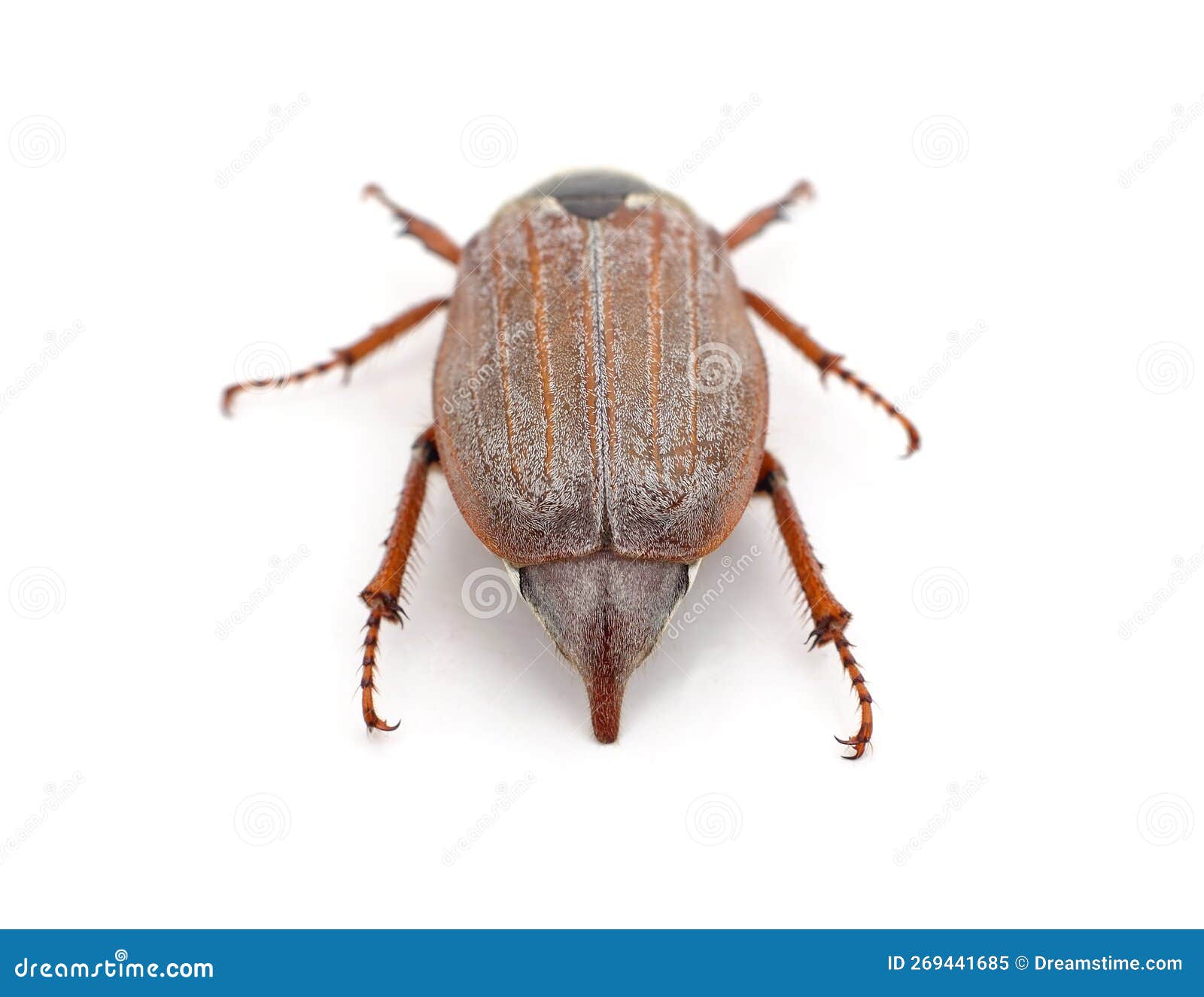 One brown beetle stock image. Image of brown, chafer - 269441685
