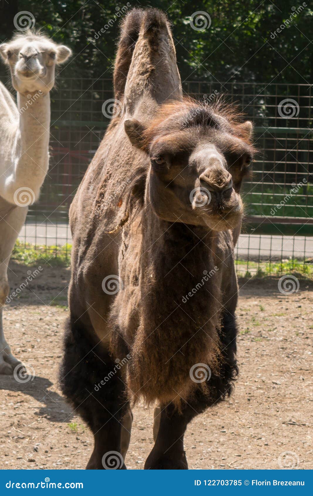 One Brown Camel Looking Towards the Camera Stock Image - Image of ...