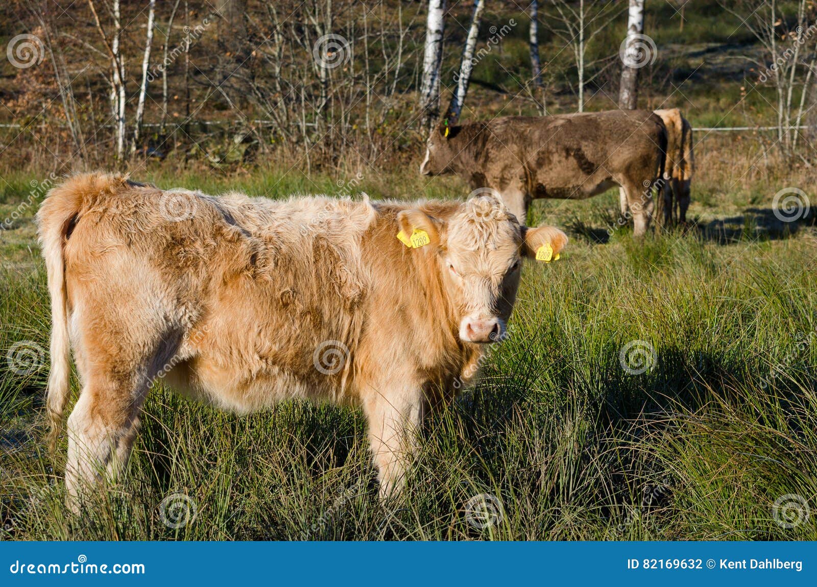 Brown Cow Long Hair Stock Photos - Download 897 Royalty Free Photos