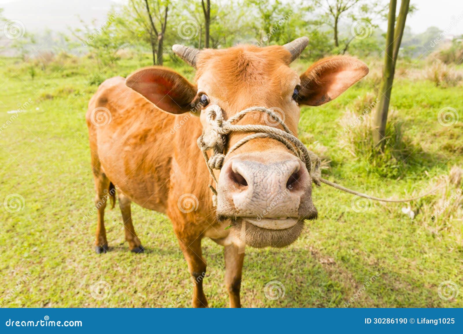 One cows stock photo. Image of horned, meadow, life, eating - 30286190