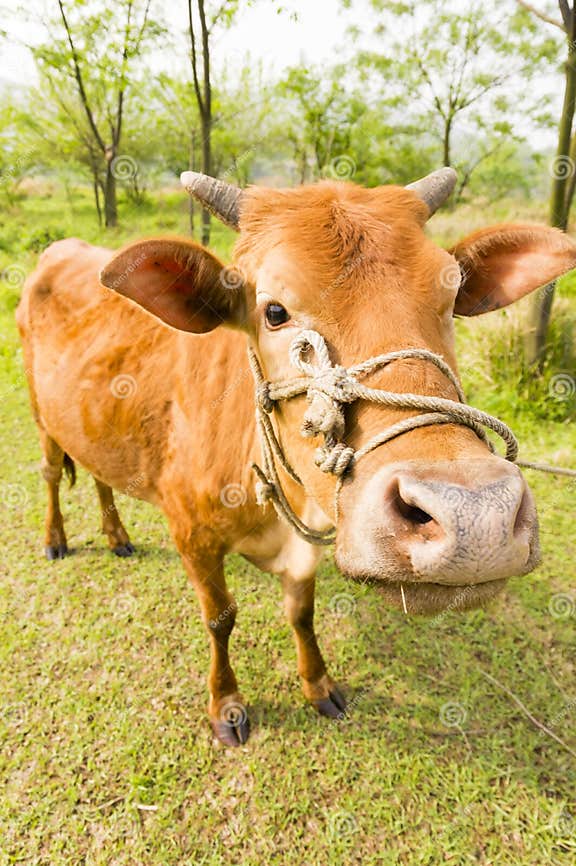 One cows stock image. Image of farm, face, light, sunlight - 30286191
