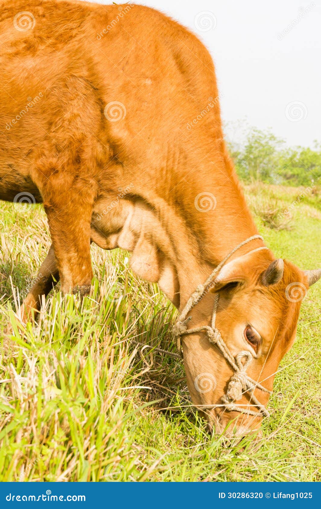 One cows stock photo. Image of face, summer, plant, close - 30286320