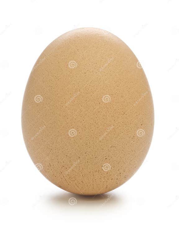 One Brown Egg stock photo. Image of poultry, closeup, chicken - 8860742