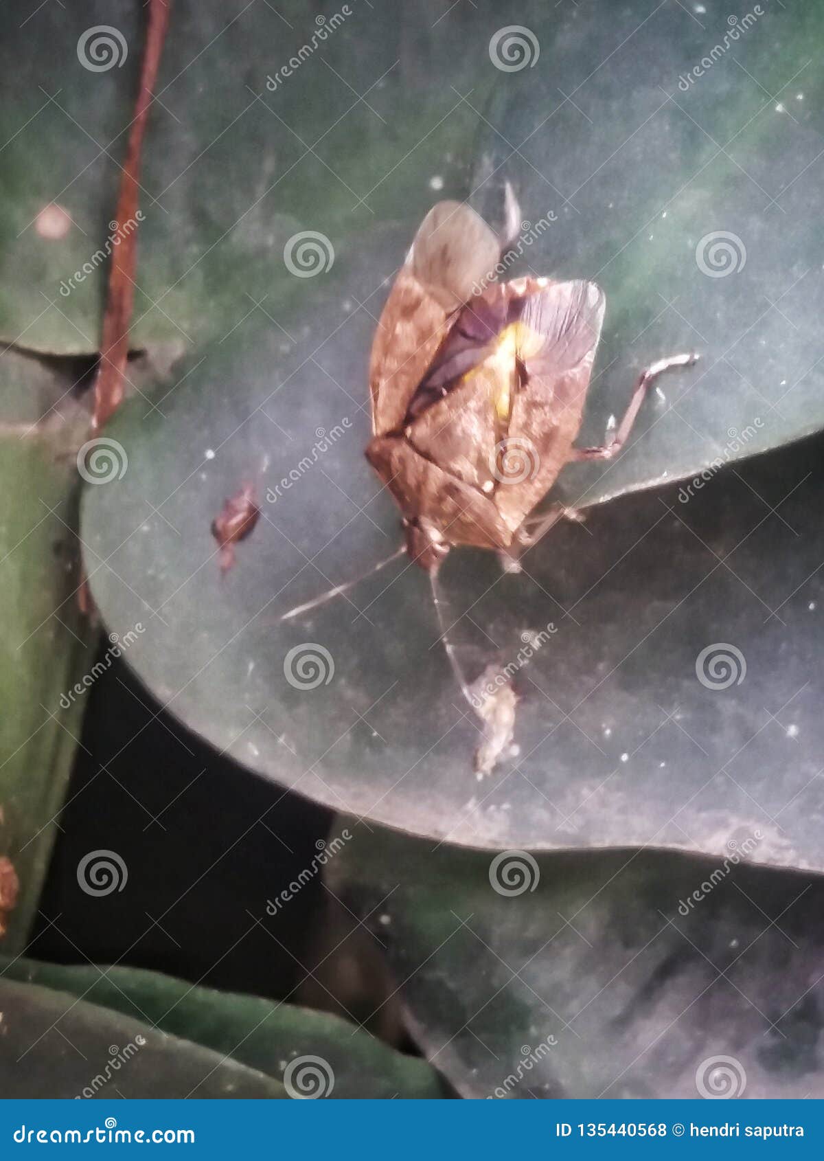 Ladybug stock photo. Image of antenna, ladybug, green - 135440568