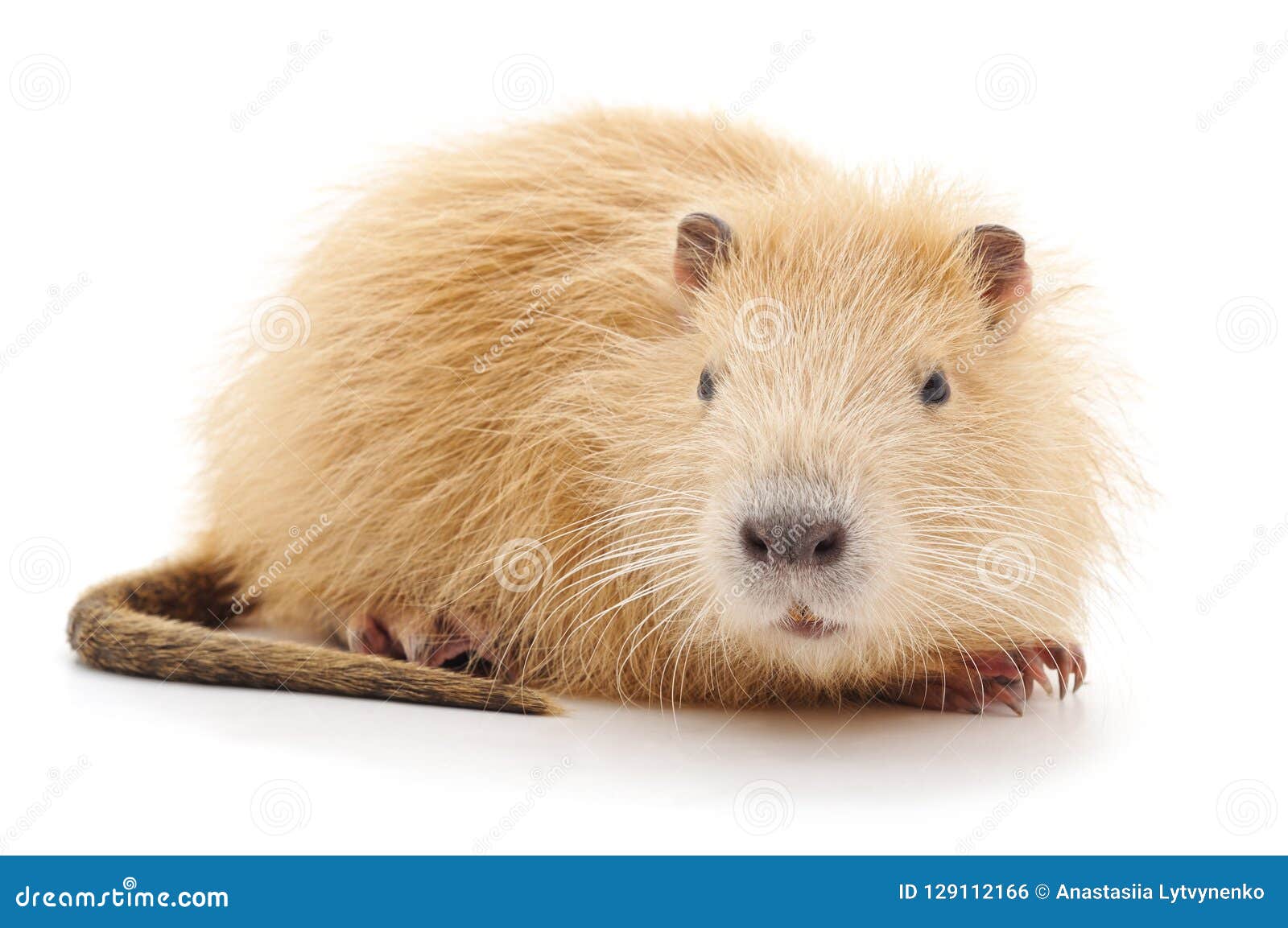 One brown nutria. stock photo. Image of food, domestic - 129112166