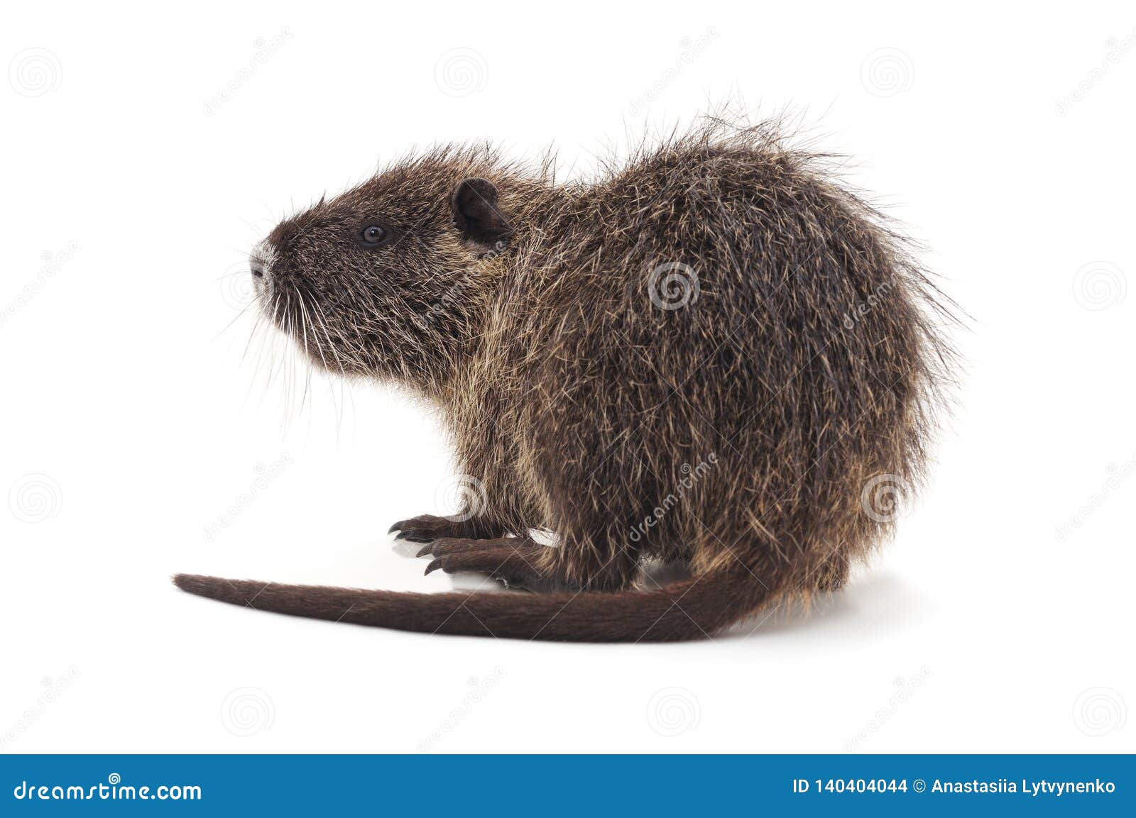 One brown nutria stock photo. Image of white, beautiful - 140404044