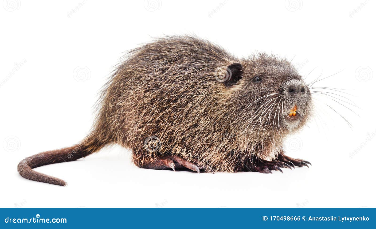 One brown nutria stock photo. Image of cunning, animal - 170498666
